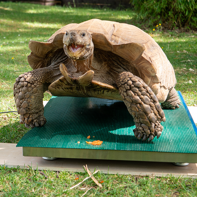 How Scales Are Helping Save Wildlife: Inside Birmingham’s Quiet ...