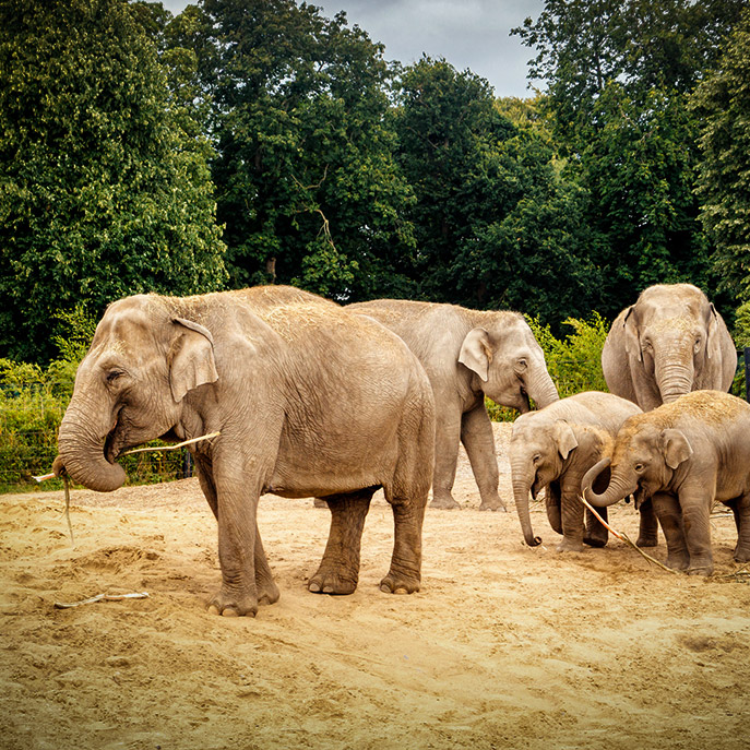 Elephants Weighed-in Two by Two at Noah’s Ark Zoo Farm